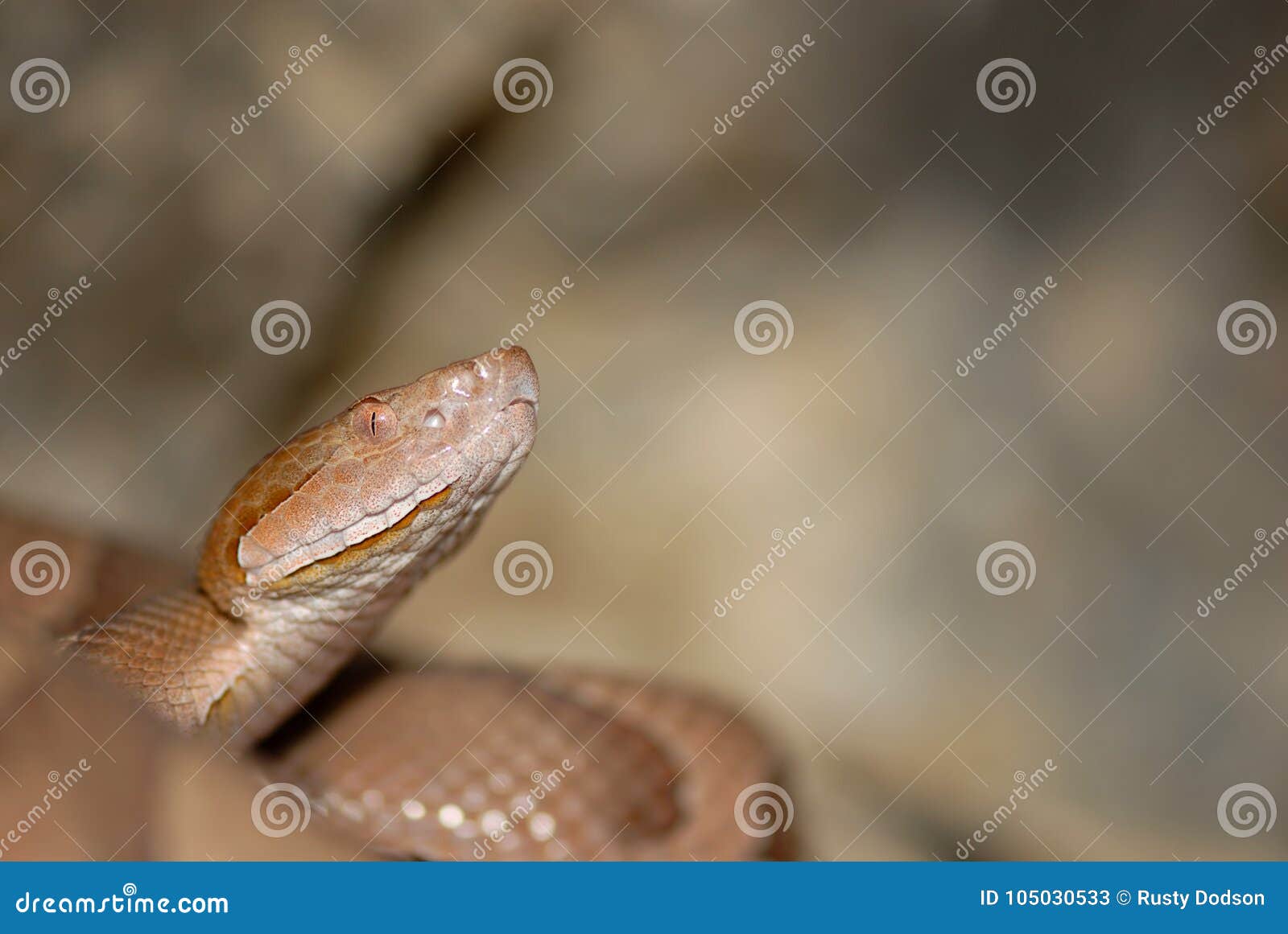 Copperhead Snake Eyes
