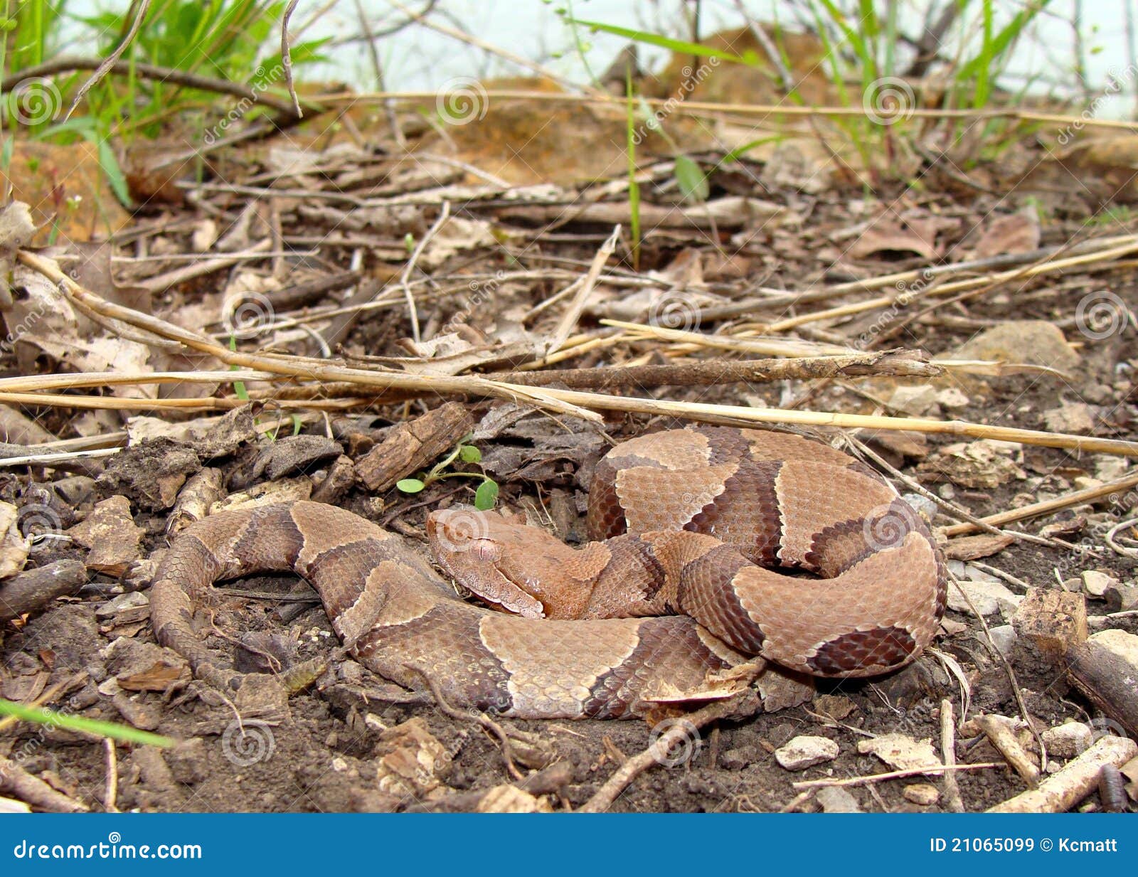 Osage Copperhead Snake, Agkistrodon Contortrix Stock Image - Image of ...