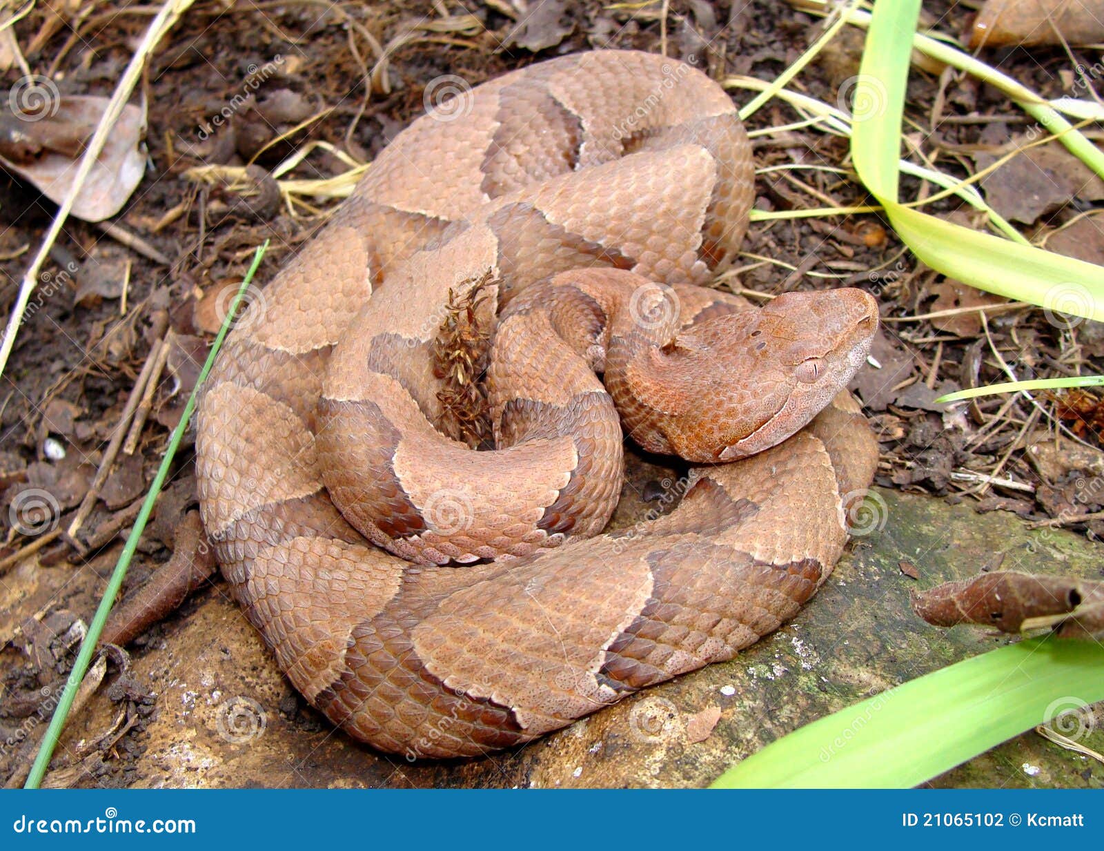 Osage Copperhead