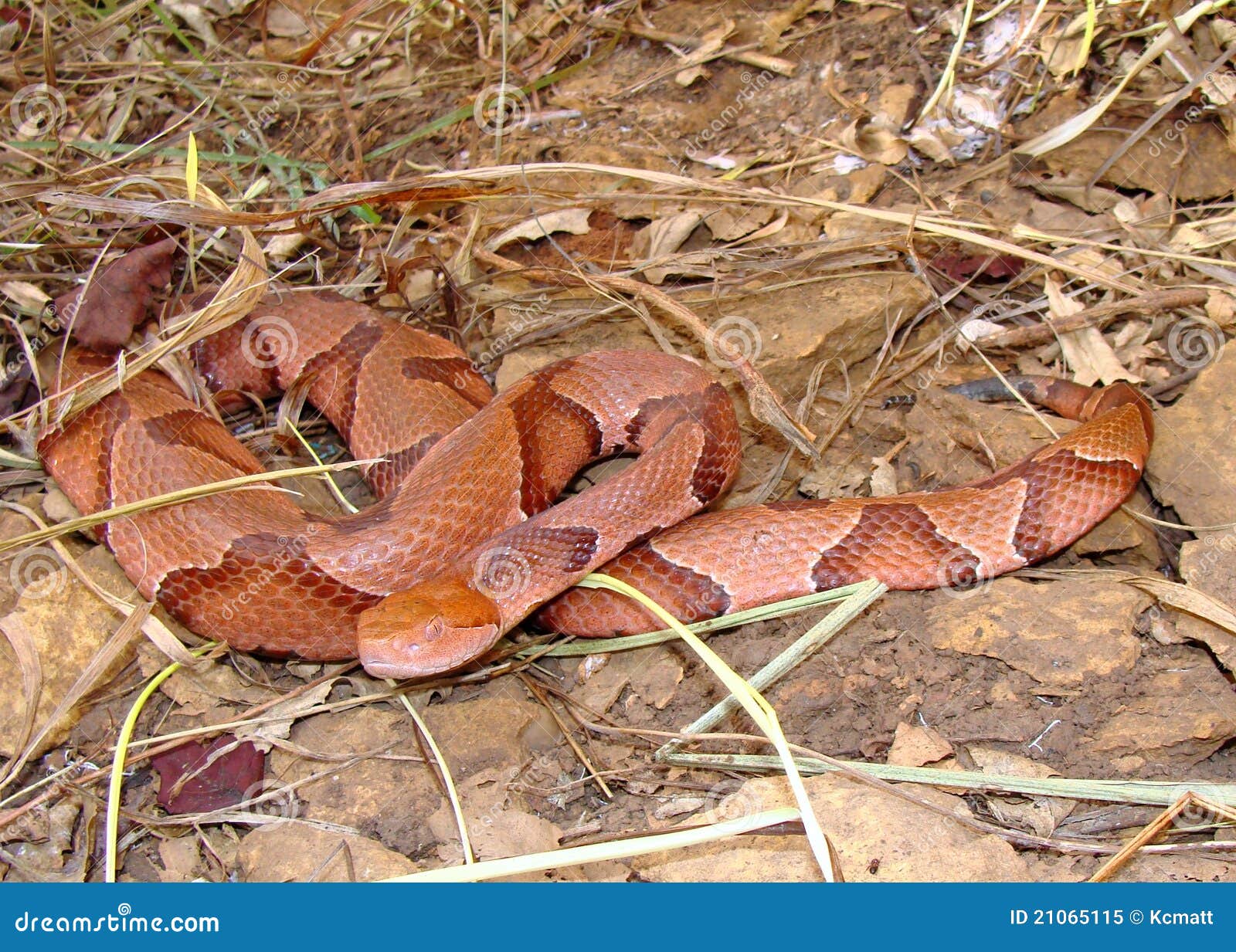 Osage Copperhead