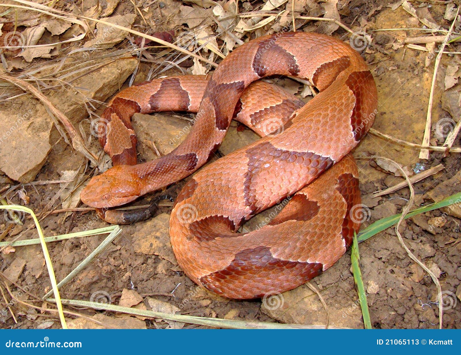 Osage Copperhead Snake Coiled Stock Image | CartoonDealer.com #21065113