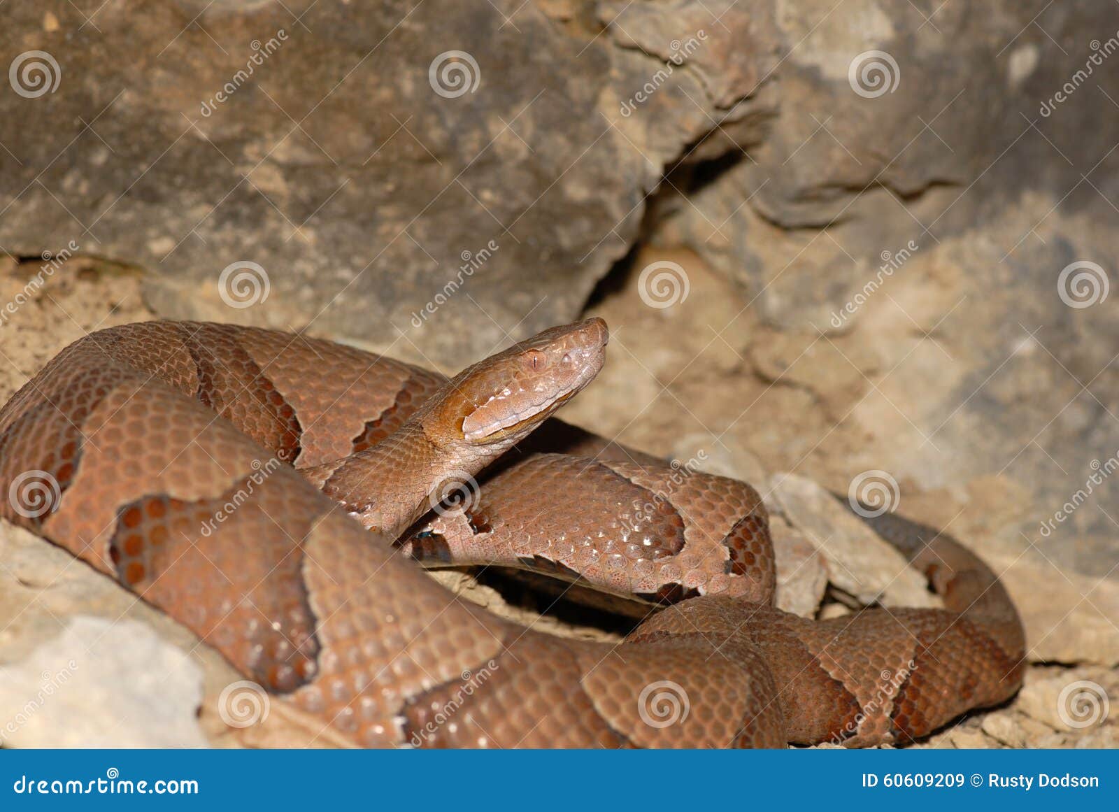 Osage Copperhead stock image. Image of snake, nature - 60609209