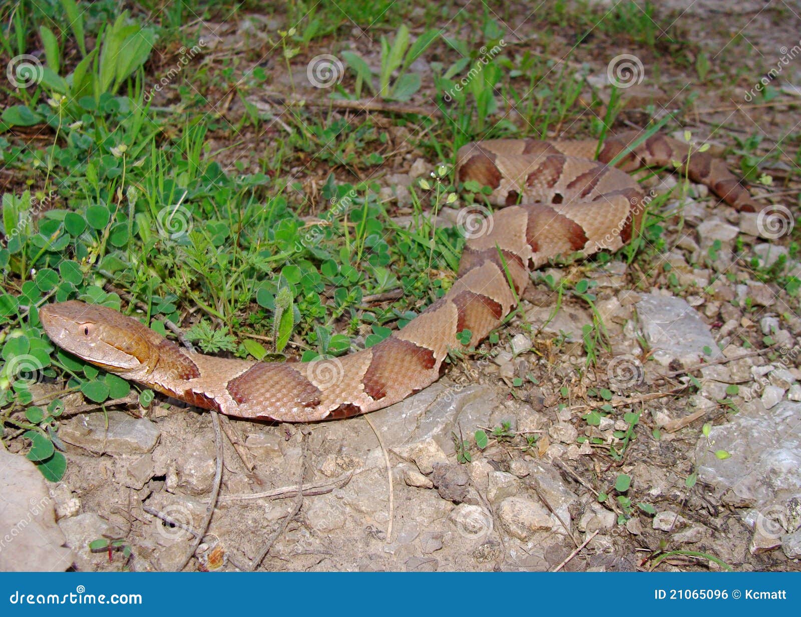 Osage Copperhead Snake Crawling Stock Photo - Image of copper, reptile ...