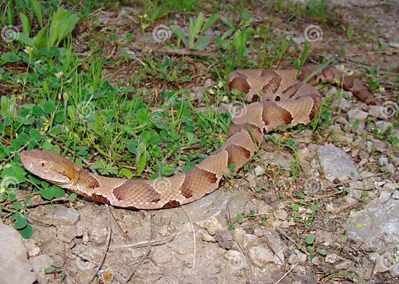 Osage Copperhead Snake Crawling Stock Photo - Image of copper, reptile ...