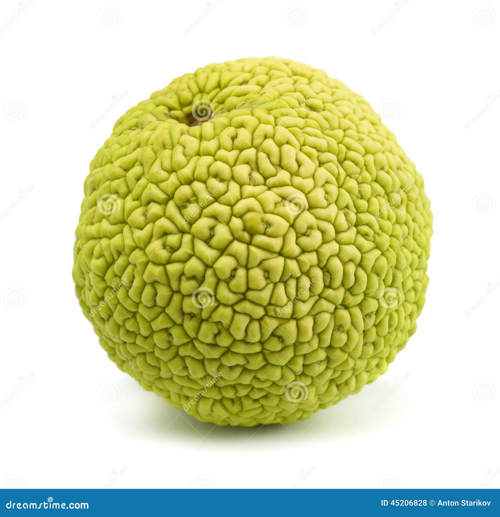 Bumpy Hedge Apple Stock Photos - Free & Royalty-Free Stock Photos from ...