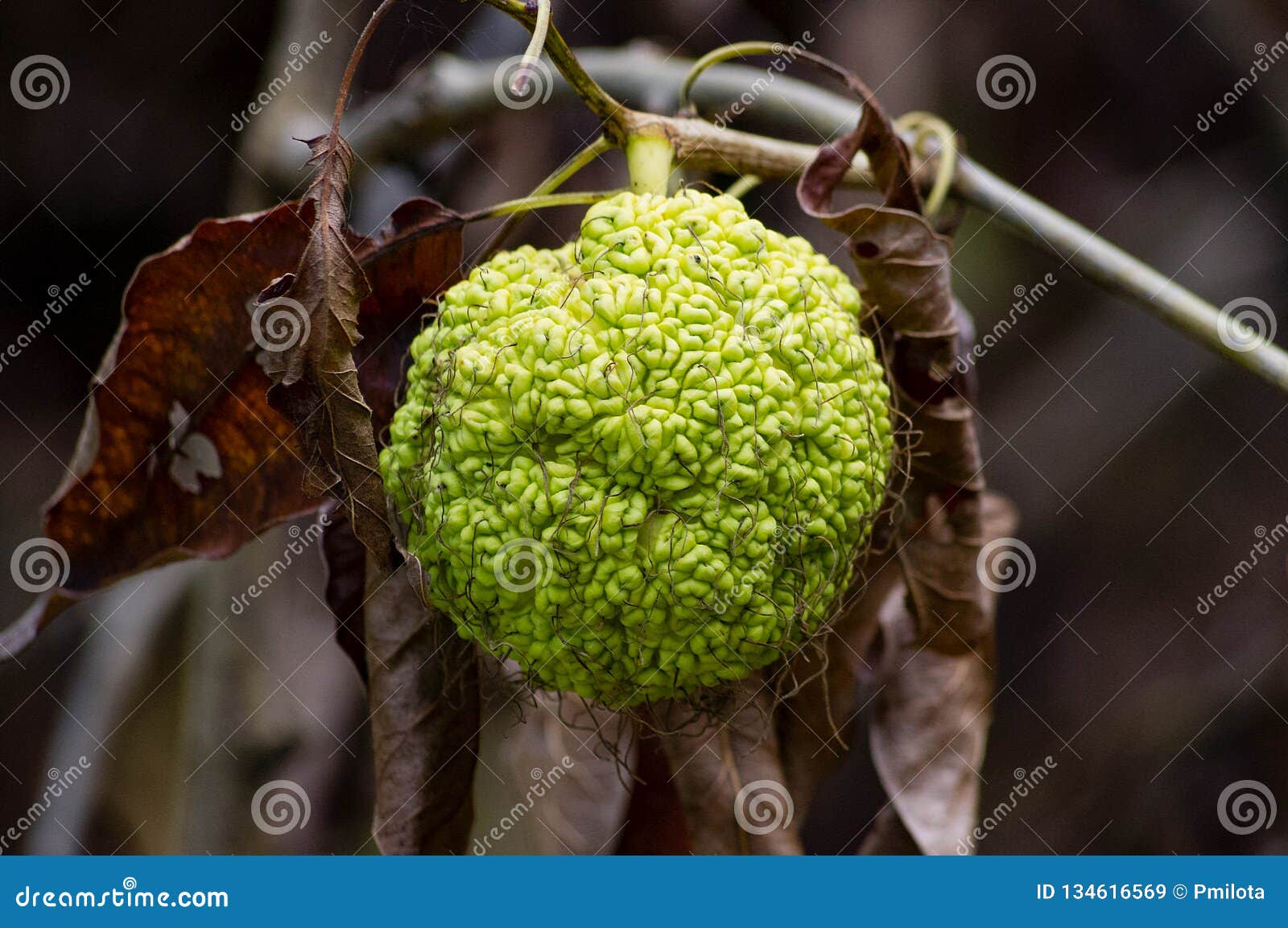 Osage Orange on Branch stock image. Image of nature - 134616569