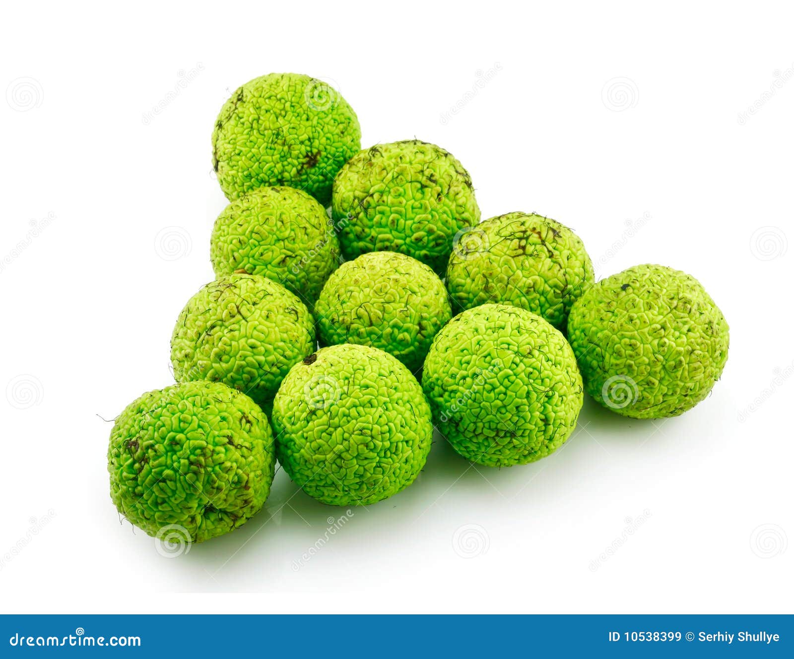 Osage Orange (Maclura) Isolated on White Stock Image - Image of ...