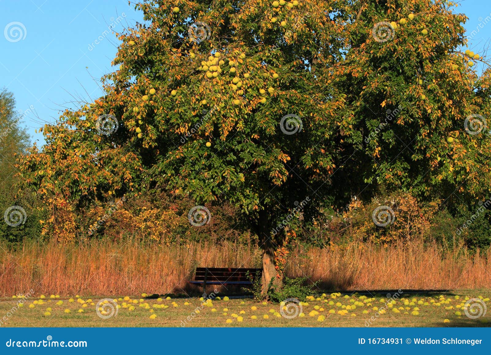 Osage Orange tree stock image. Image of osage, fall, nature - 16734931