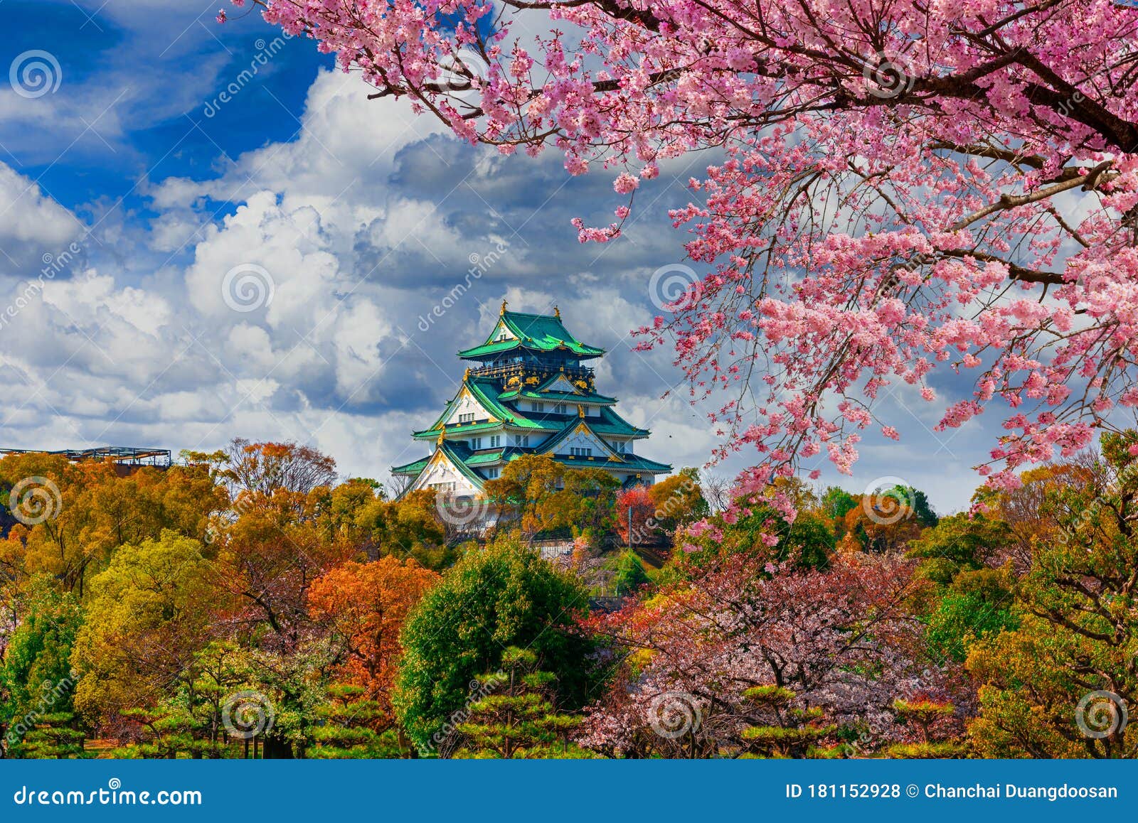 Osaka Castle and Full Cherry Blossom,Japan Stock Photo - Image of ...