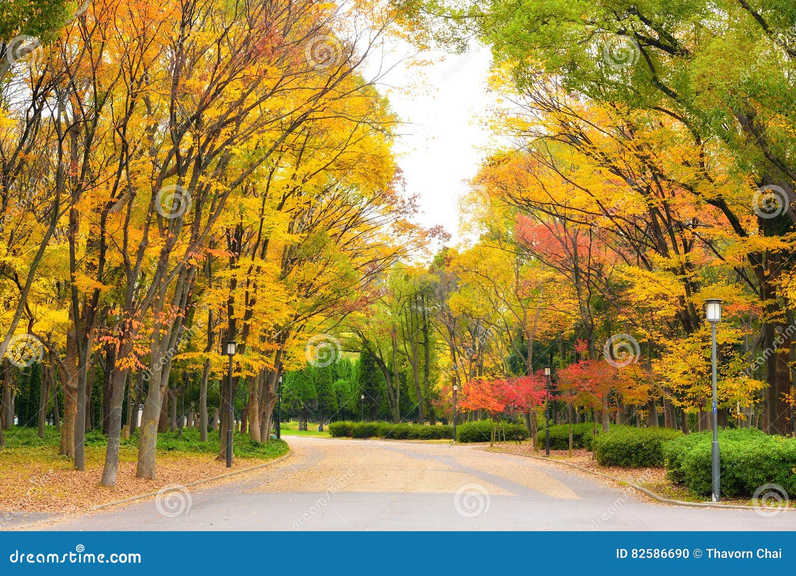 Osaka Park at autumn stock photo. Image of green, landscape - 82586690