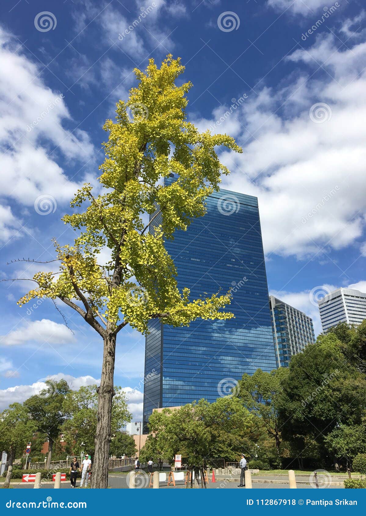 Osaka tree stock photo. Image of leafs, town, osaka - 112867918