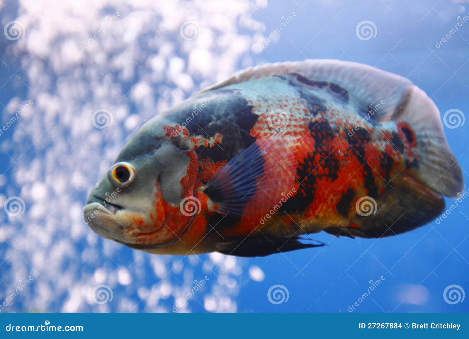 Oscar fish stock photo. Image of large, oscar, fins, colorful - 27267884
