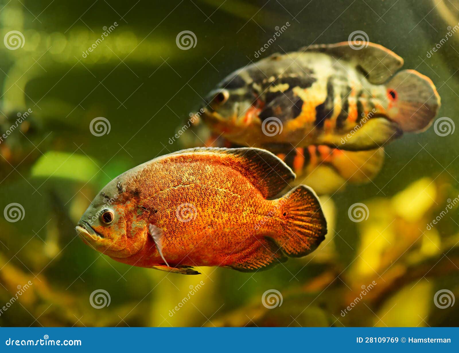 Oscar Fish (Astronotus Ocellatus) Stock Image - Image of swimming, fish ...