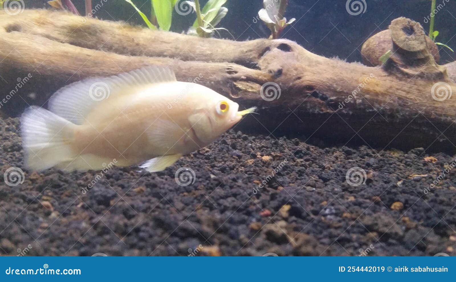 Oscar Fish Chicks Eat Small Fish Stock Image - Image of invertebrate ...