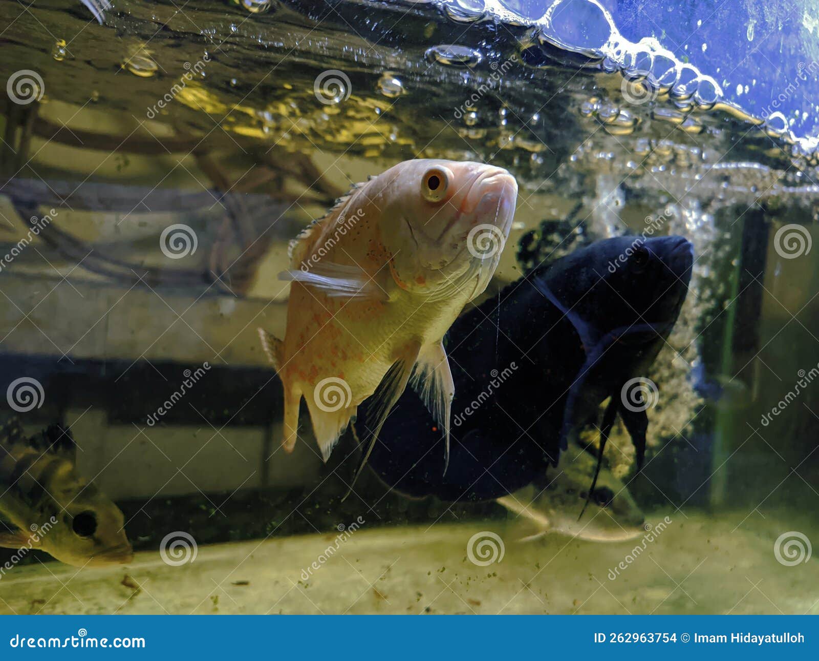 Oscar Fish stock photo. Image of fish, black, white - 262963754