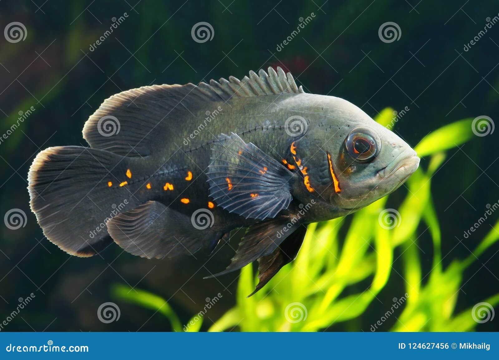 Oscar FiskAstronotus Ocellatus Arkivfoto - Bild av svart, blankt: 124627456