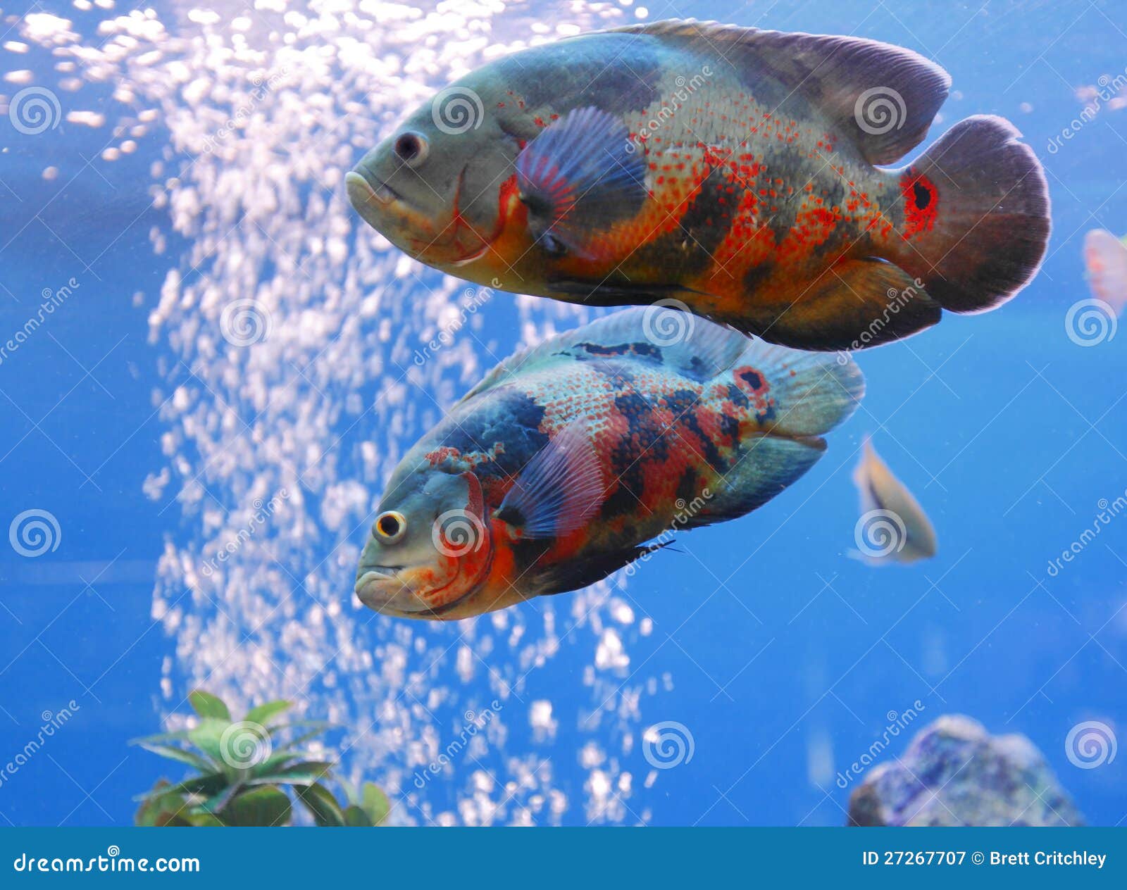 Oscar Oscars fish stock image. Image of oscars, cichlid - 27267707