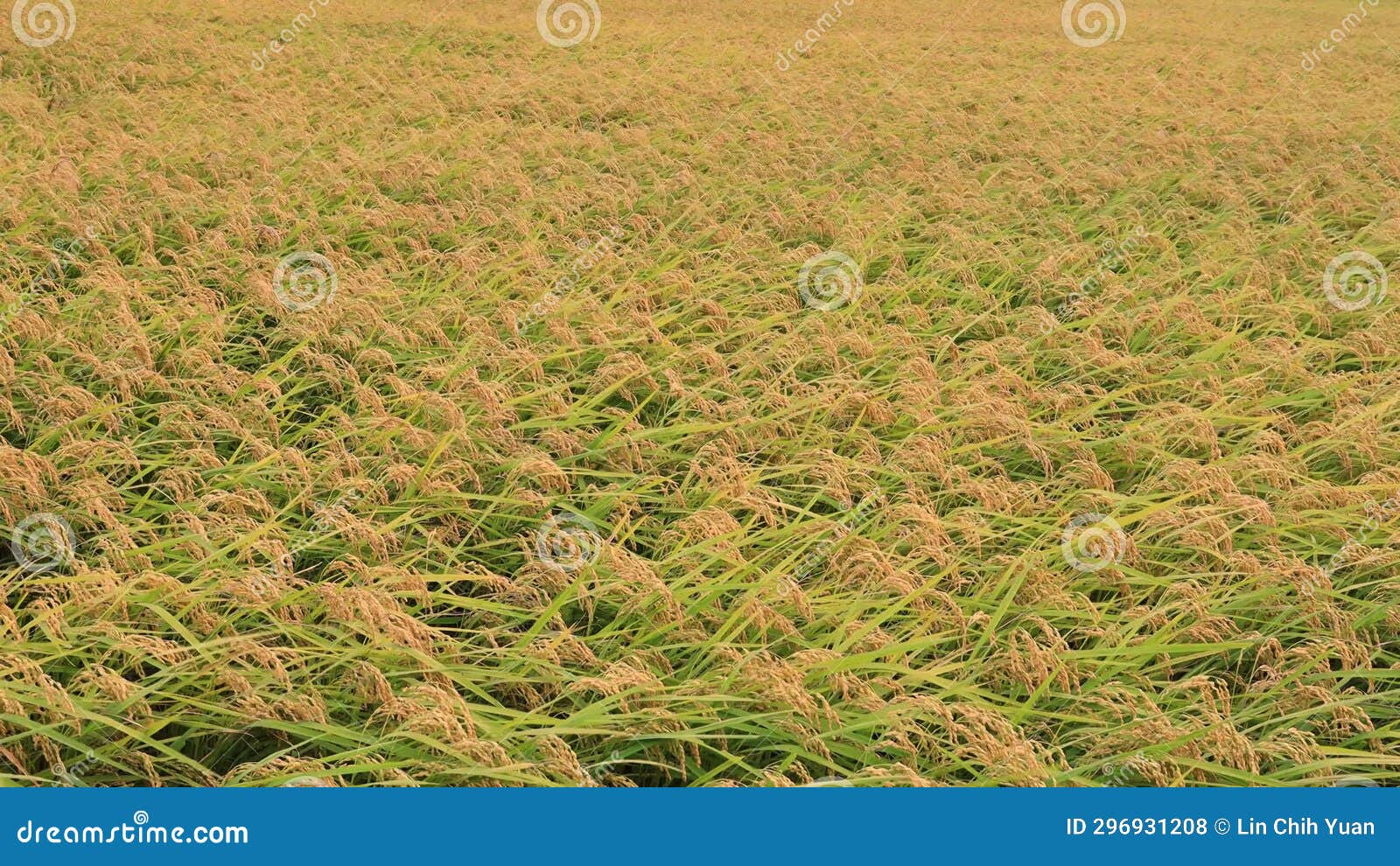 The Oscillating Waves of Golden Rice are Blown by Strong Wind. Stock ...