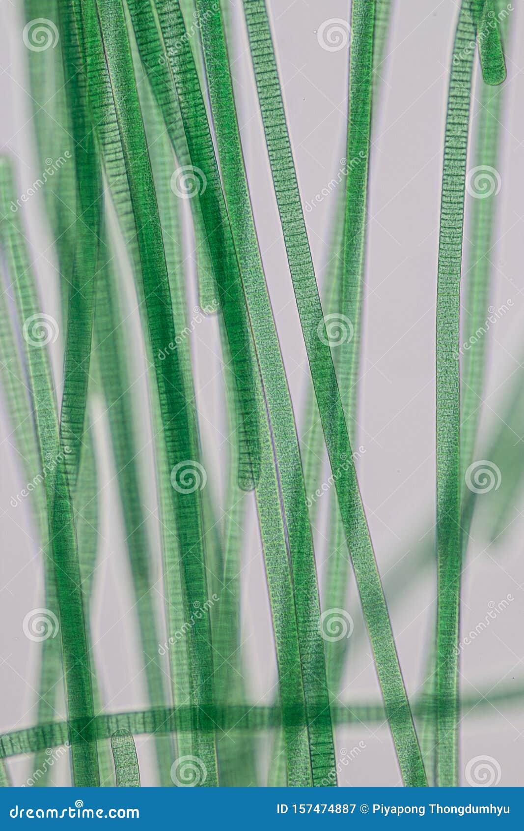Oscillatoria is a Genus of Filamentous Cyanobacterium, Oscillation in ...