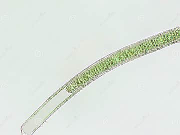 Oscillatoria Sp. Algae Under Microscopic View X40 Stock Image - Image ...