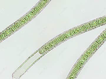 Oscillatoria Sp. Algae Under Microscopic View X40, Cyanobacteria, Blue ...