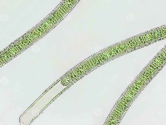 Oscillatoria Sp. Algae Under Microscopic View X40 Stock Image - Image ...