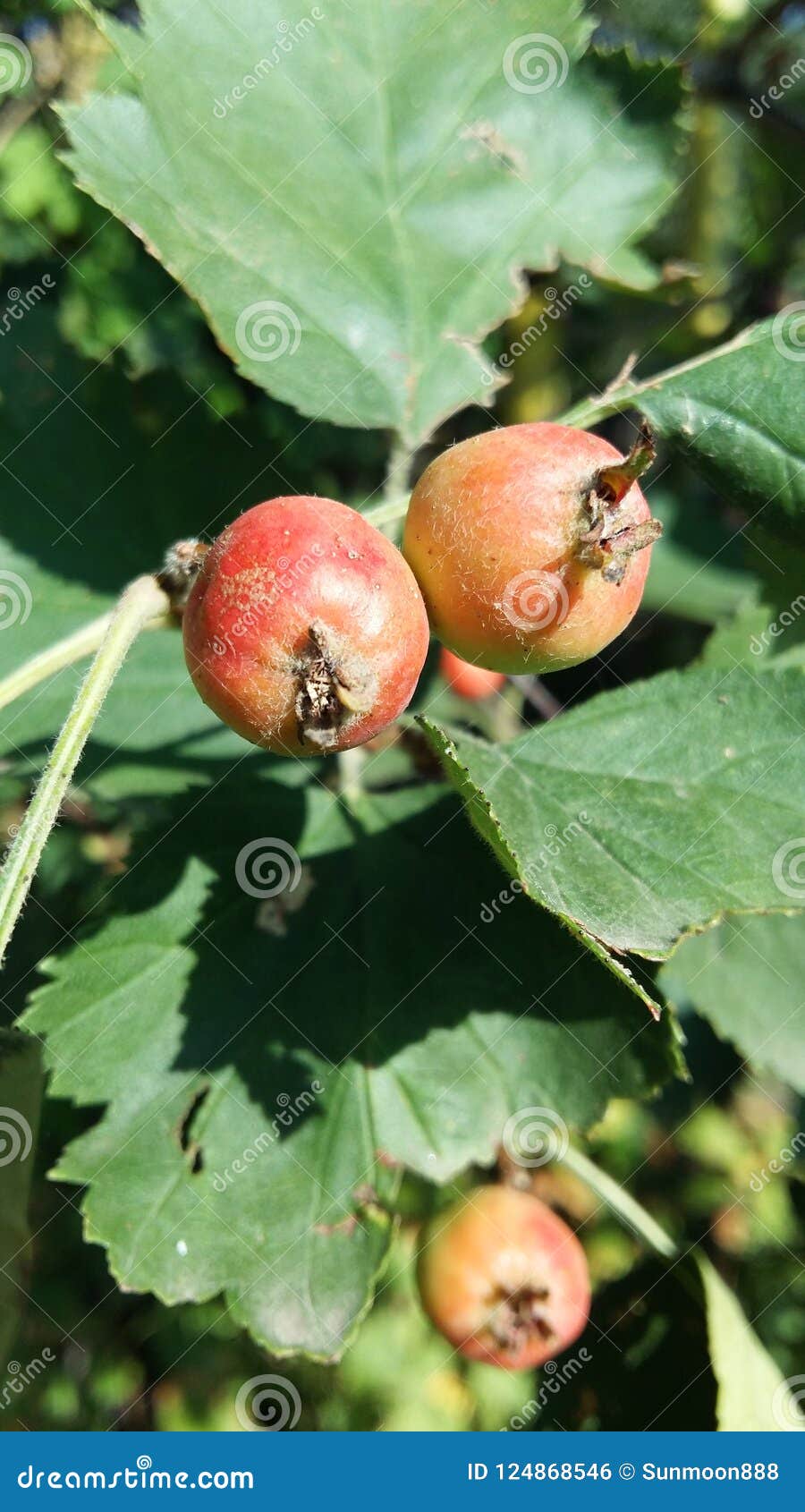 Rose hips grow on a tree stock photo. Image of farm - 124868546
