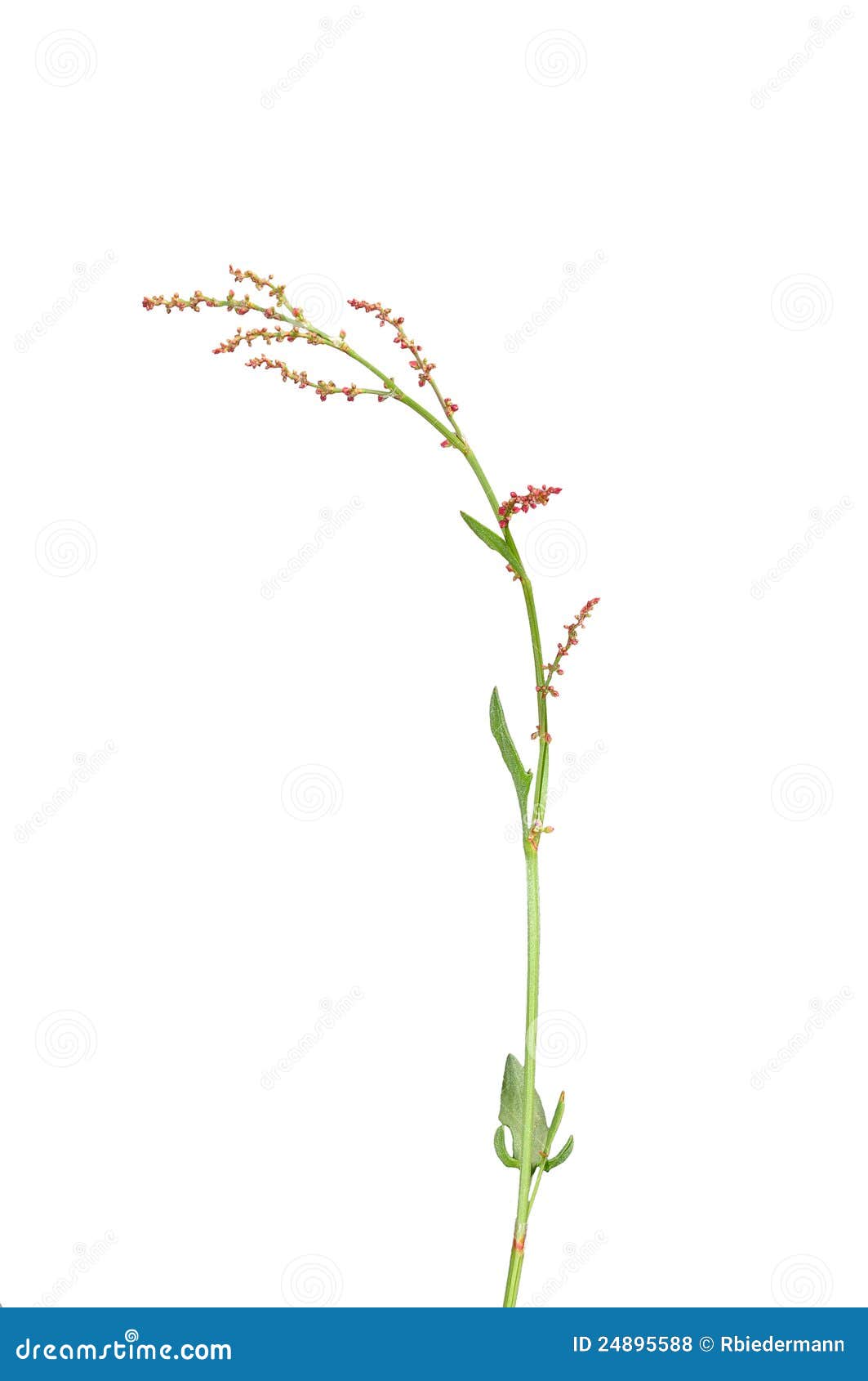 Oseille (acetosella De Rumex) Photo stock - Image du isolement, nature ...
