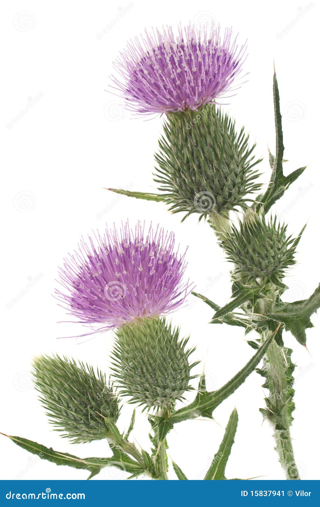 Oset obraz stock. Obraz złożonej z purpury, mały, tło - 15837941