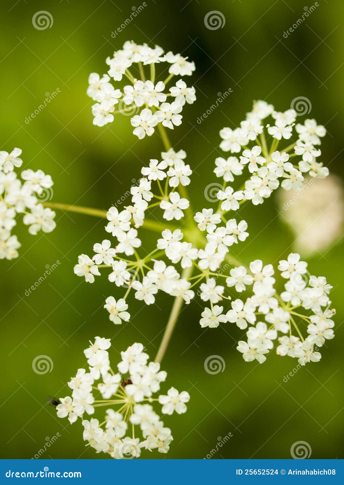 Ligusticum Porteri, Known As Osha. Dried Roots. Isolated On White ...