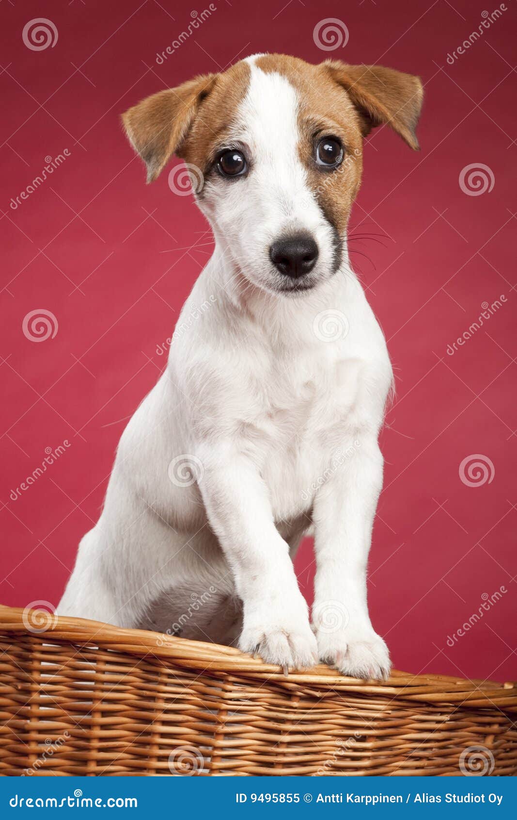Osier Mignon De Chien Terrier De Russell De Plot De Panier Image stock ...
