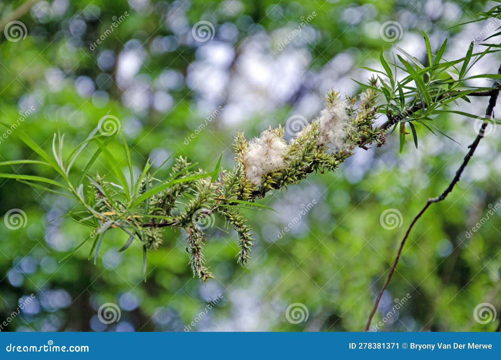 Osier Willow Tree, Salix Viminalis Stock Image - Image of spring, april ...