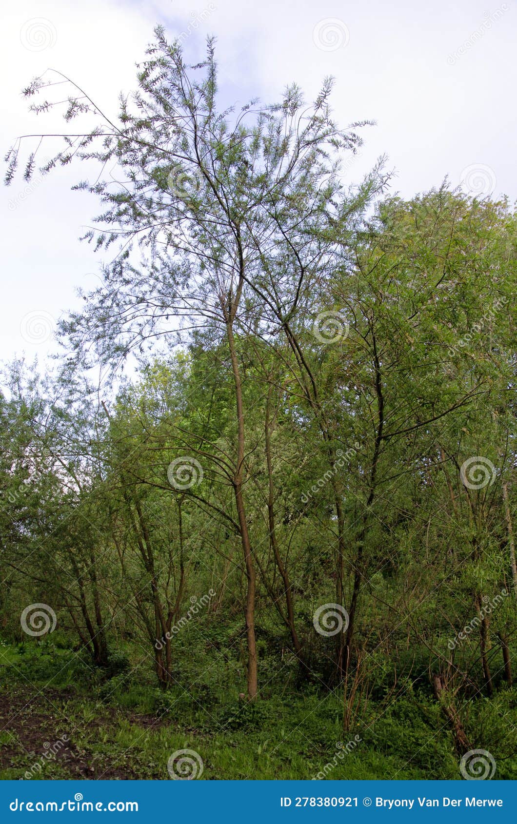 Osier Willow Tree, Salix Viminalis Stock Image - Image of head ...
