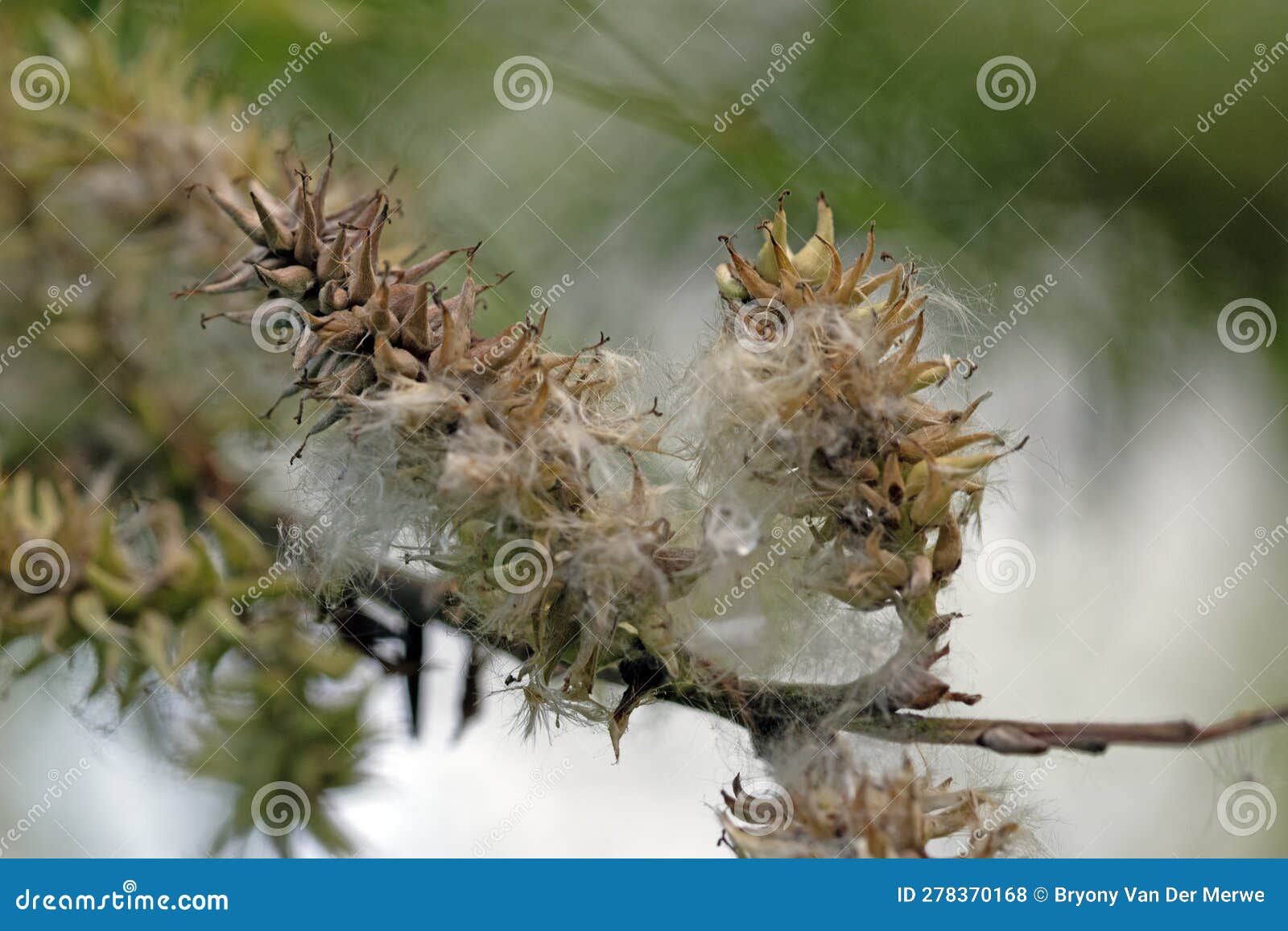Osier Willow Tree, Salix Viminalis Stock Photo - Image of closeup ...
