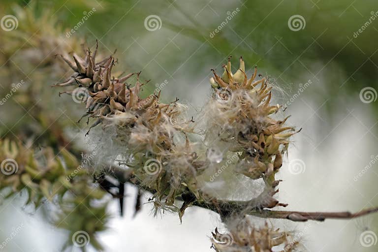 Osier Willow Tree, Salix Viminalis Stock Photo - Image of closeup ...