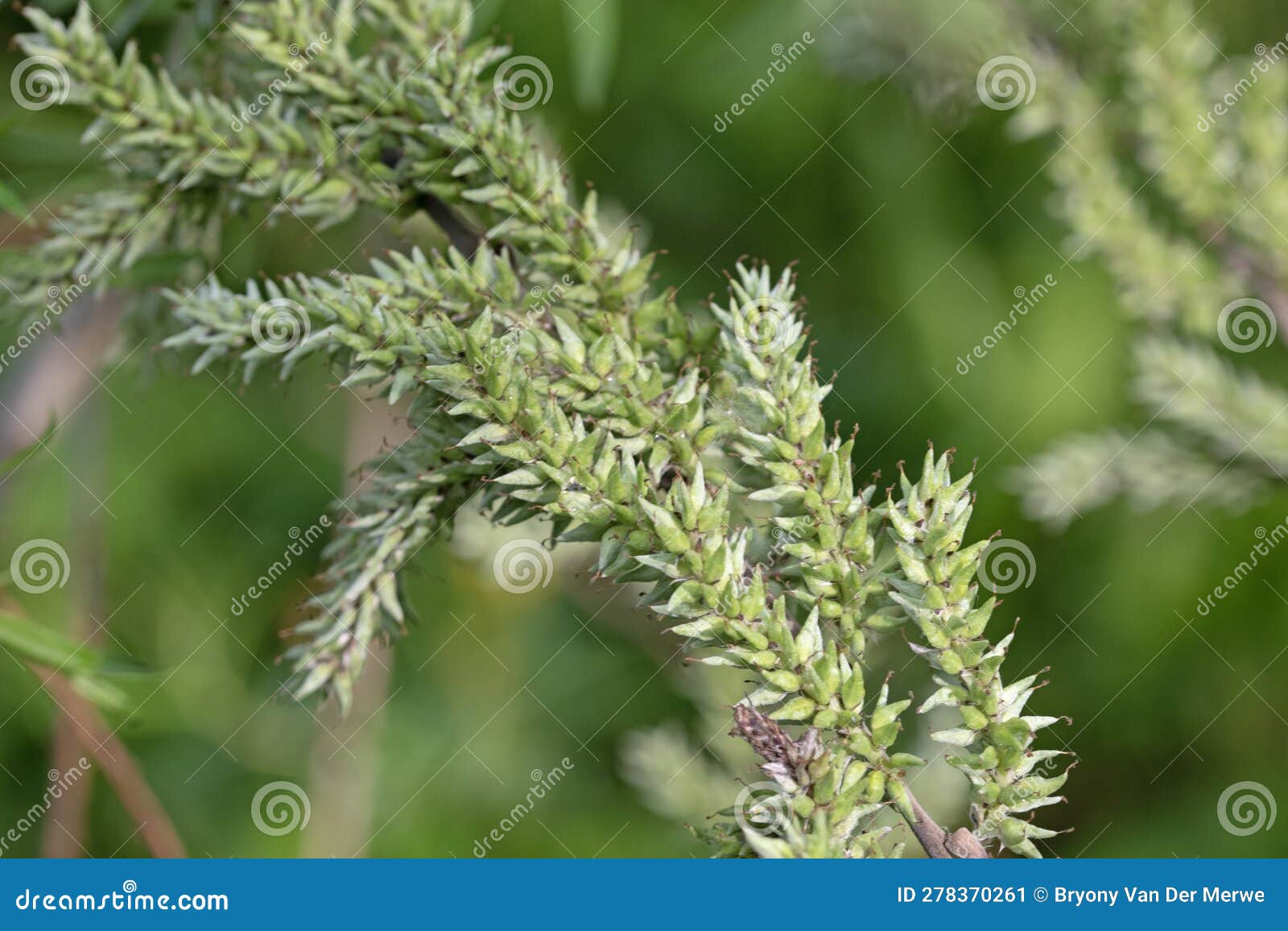 Osier Willow Tree, Salix Viminalis Stock Image - Image of common ...