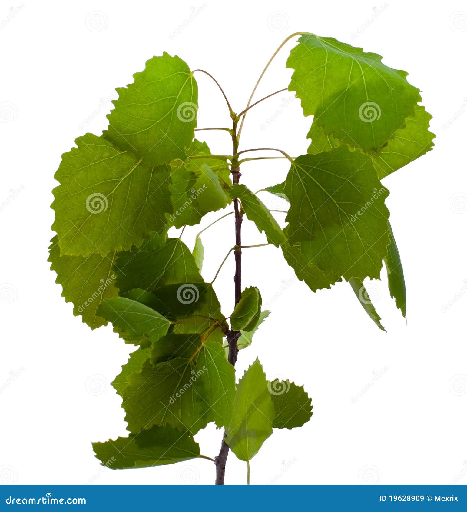 Osika obraz stock. Obraz złożonej z pomarańcze, brzoza - 19628909