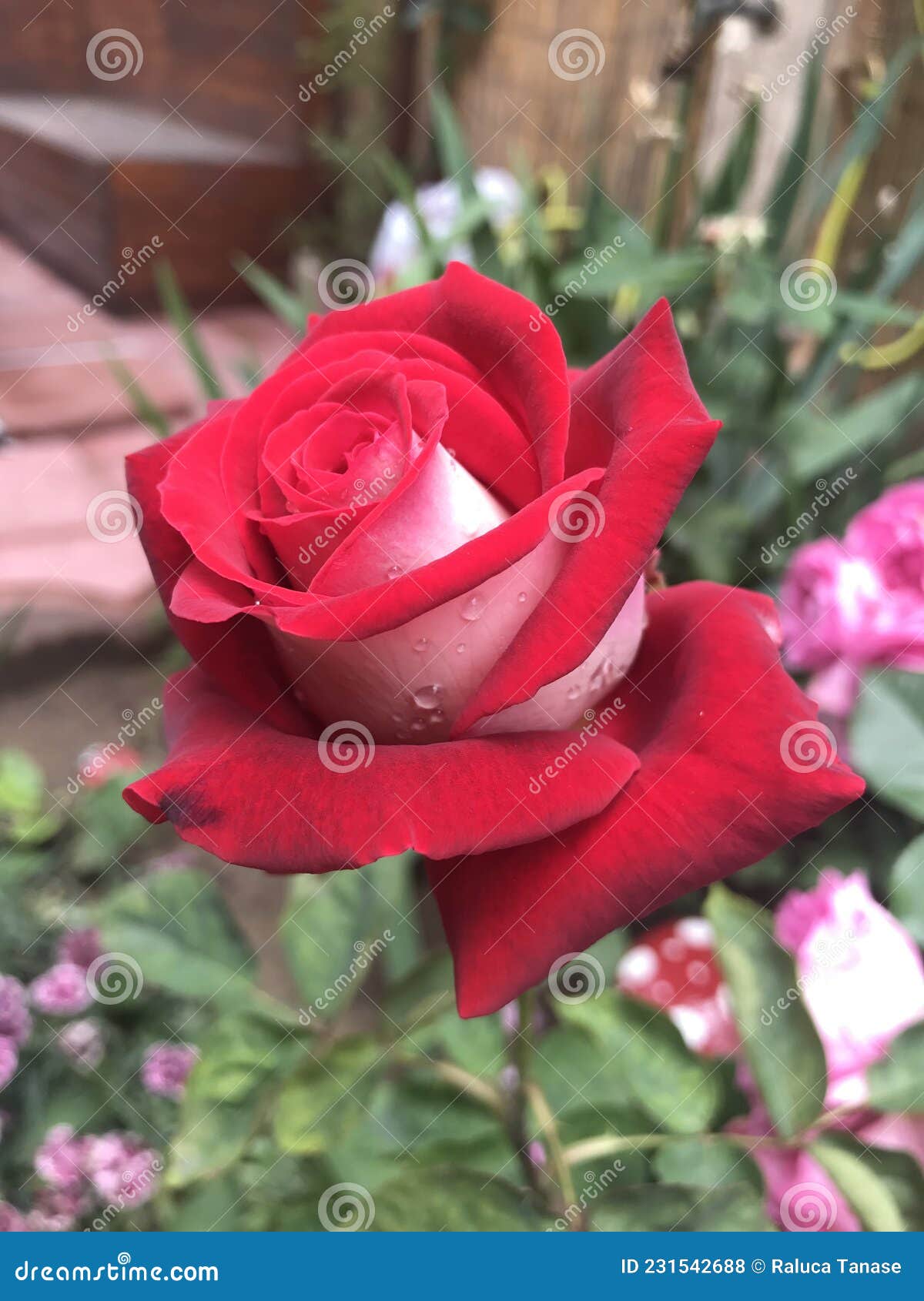 Osiria rose stock photo. Image of floral, spines, green - 231542688