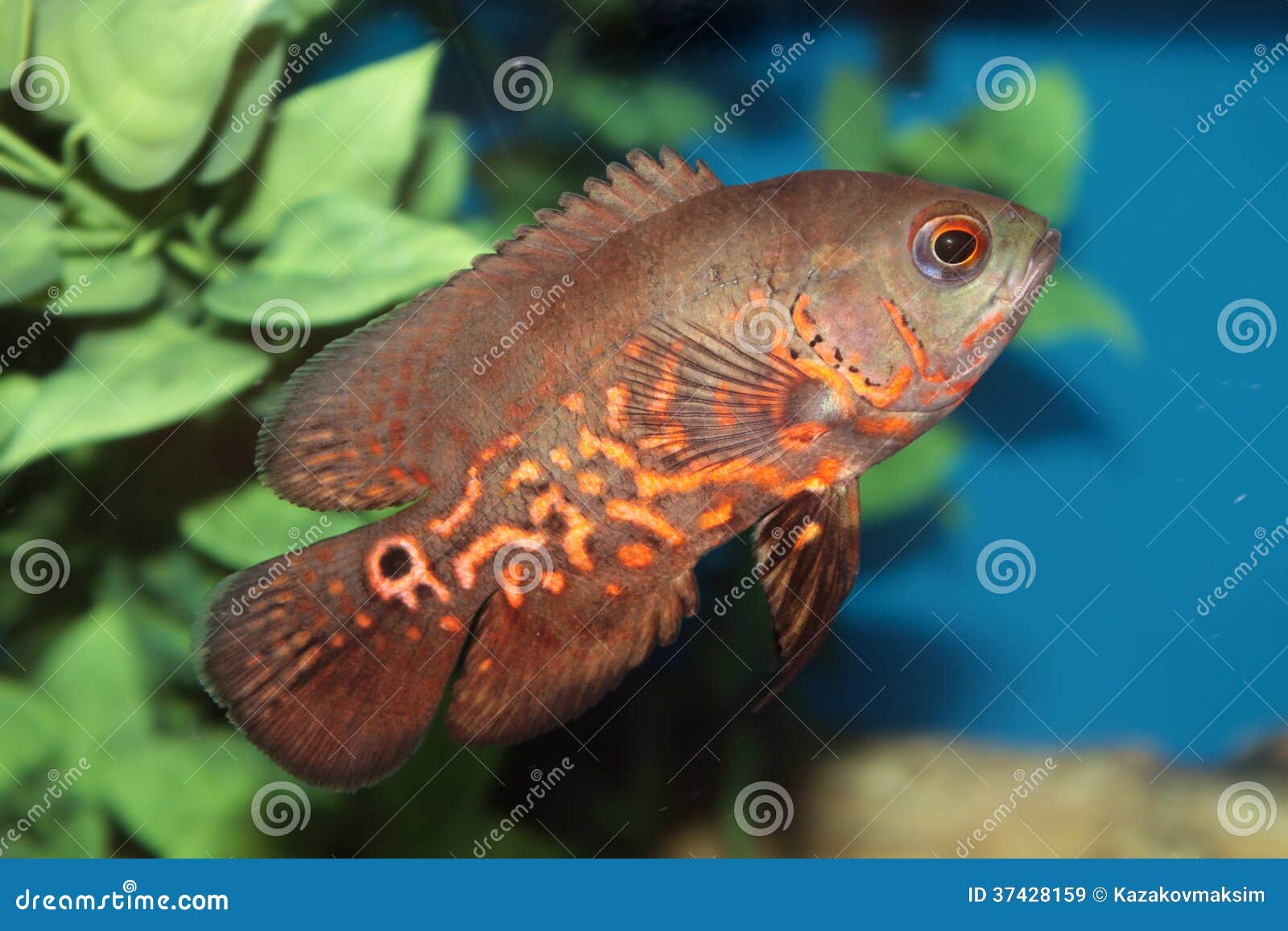 Oskar (Astronotus Ocellatus) Akwarium Ryba Obraz Stock - Obraz złożonej ...