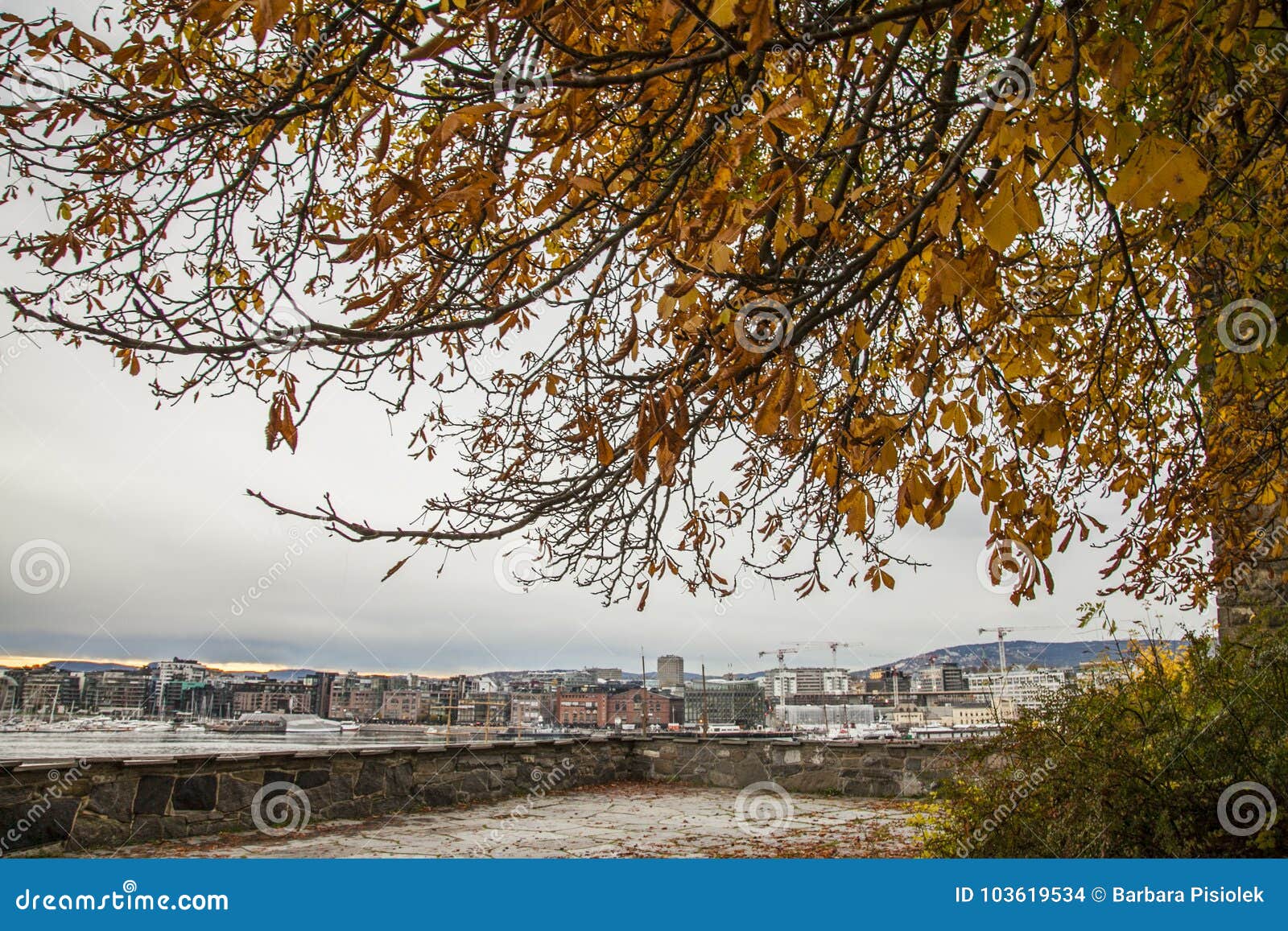 Oslo - a View of the Aker Brygge, Autumnal Tree. Stock Photo - Image of ...