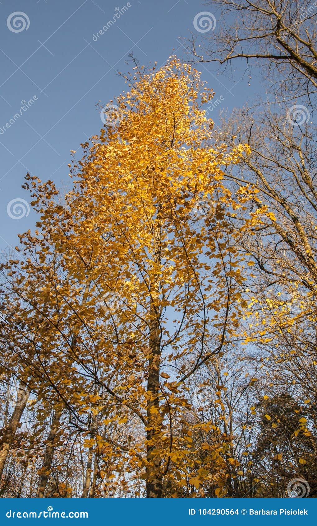 Oslo - a yellow tree. stock photo. Image of norway, branches - 104290564