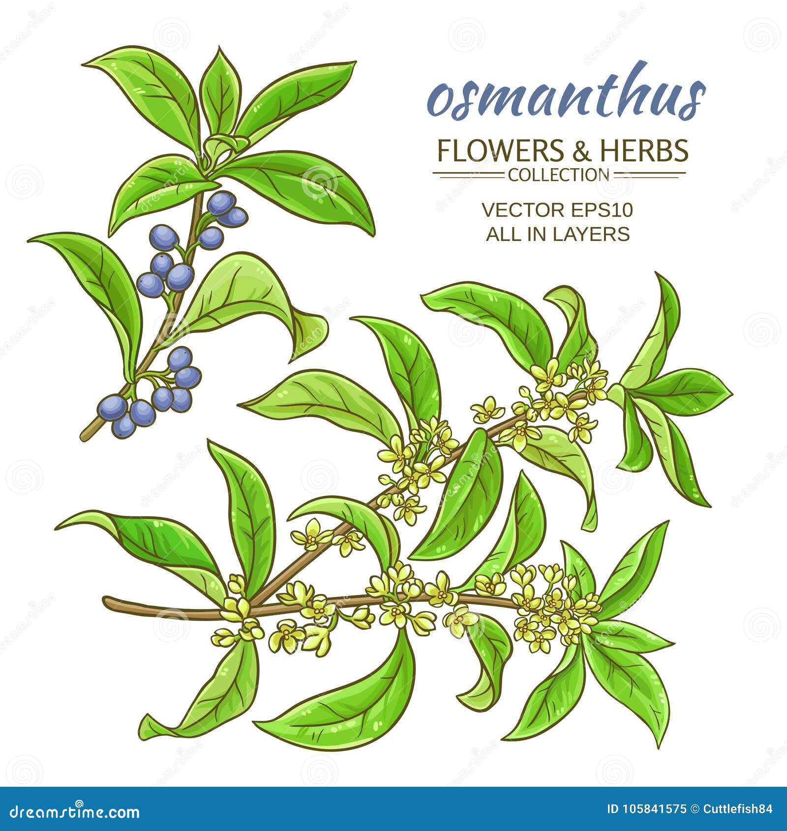 Osmanthus Vector Frame | CartoonDealer.com #106527729