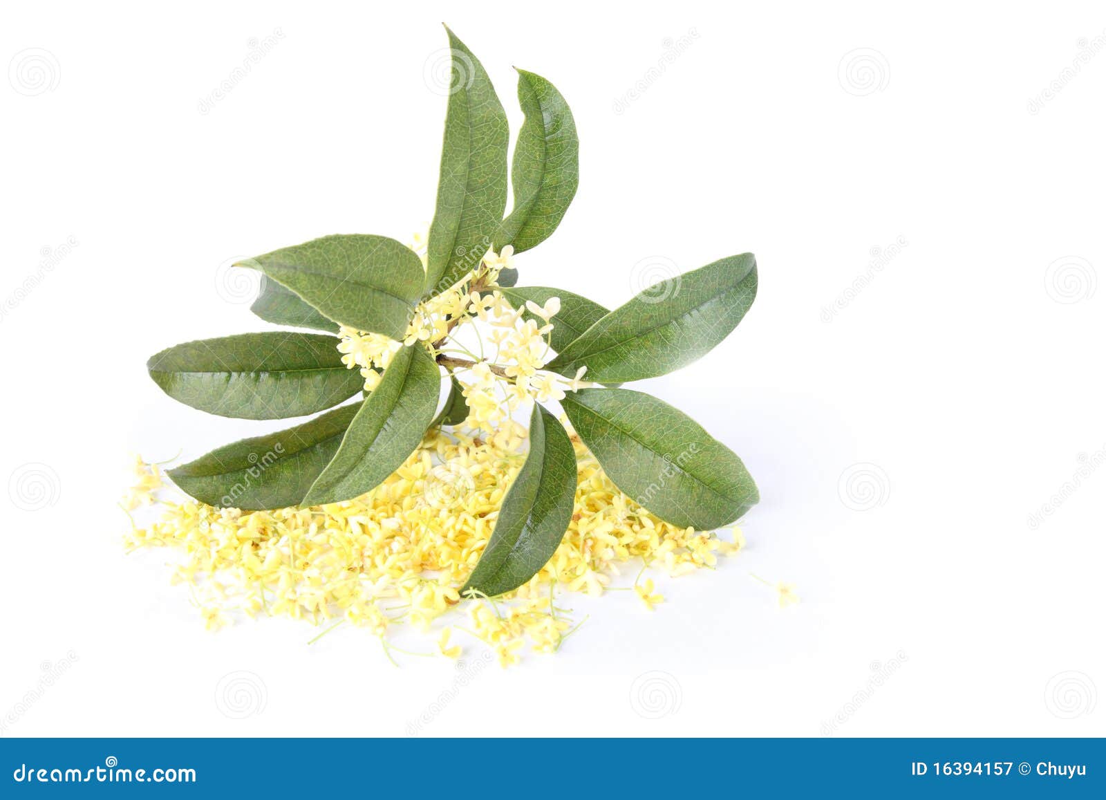 Osmanthus flower stock image. Image of green, fragrance - 16394157