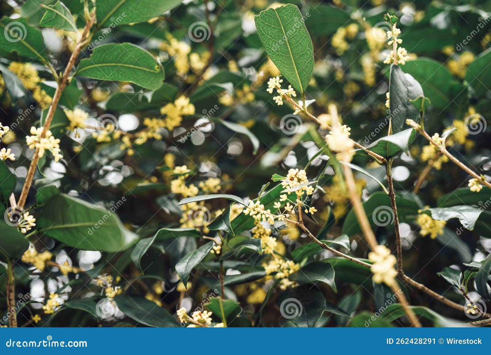Osmanthus Flowers on a Osmanthus Tree Stock Image - Image of leaf ...