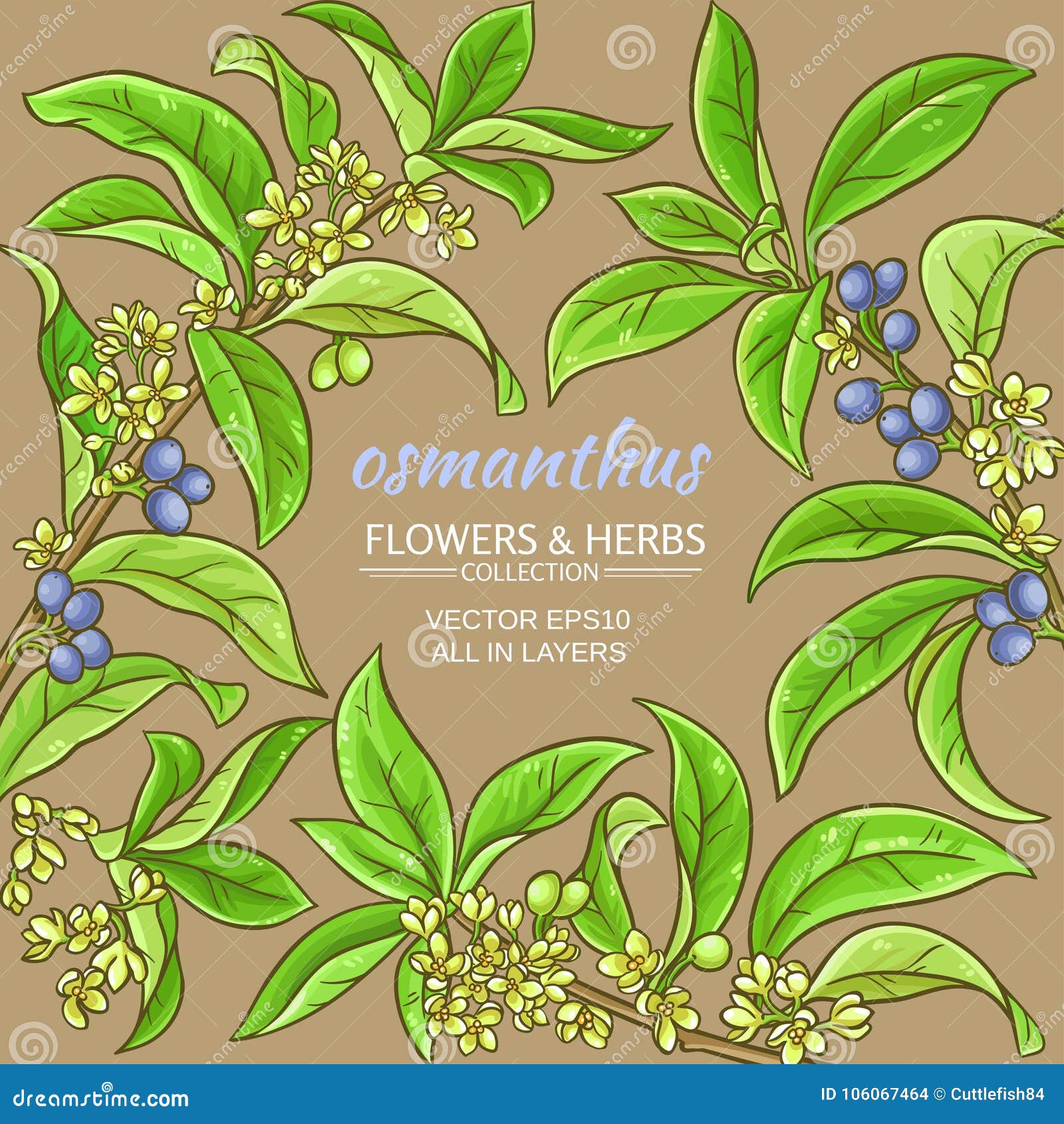 Osmanthus Vector Frame | CartoonDealer.com #106527729