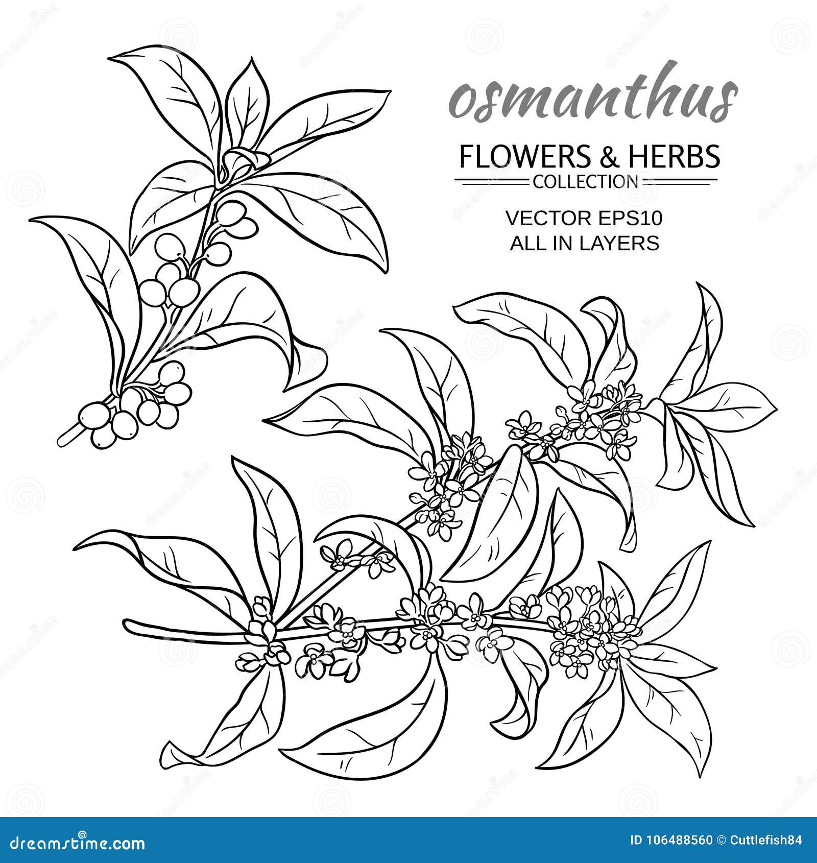 Osmanthus Vector Frame | CartoonDealer.com #106527729