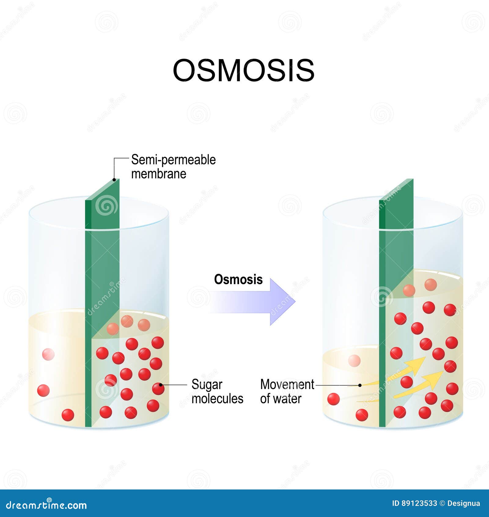 Osmose L'eau Passant Par Une Membrane Semi-perméable Illustration de ...