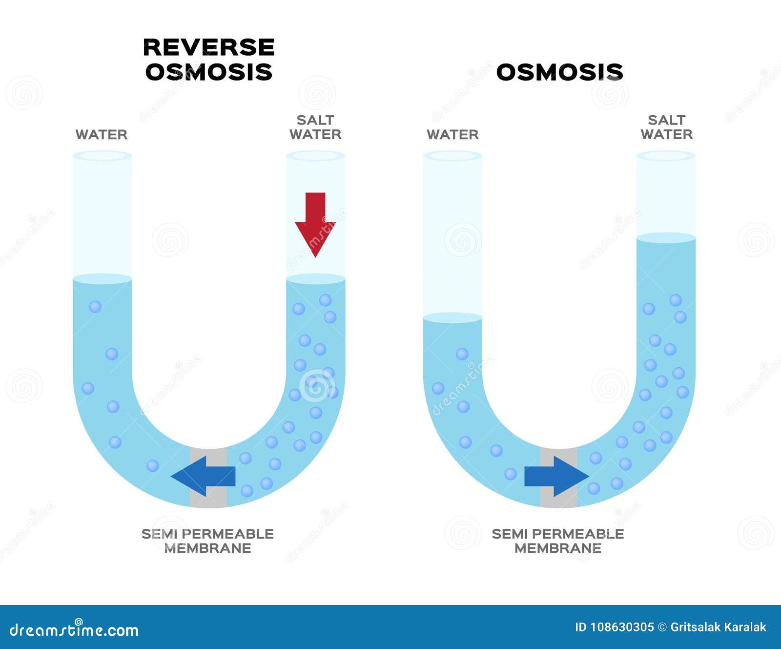 Osmose Und Umkehr-Osmose Infographic Vektor Abbildung - Illustration ...