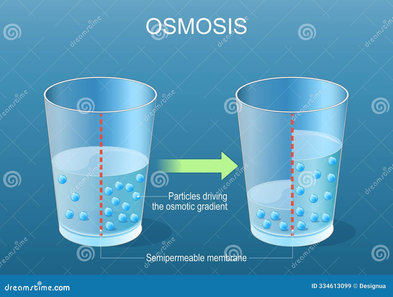 Osmosis. Experiment with Semi-permeable Membrane Stock Illustration ...