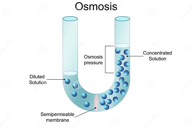 Osmosis Process Solvent Passing through the Semipermeable Membrane ...